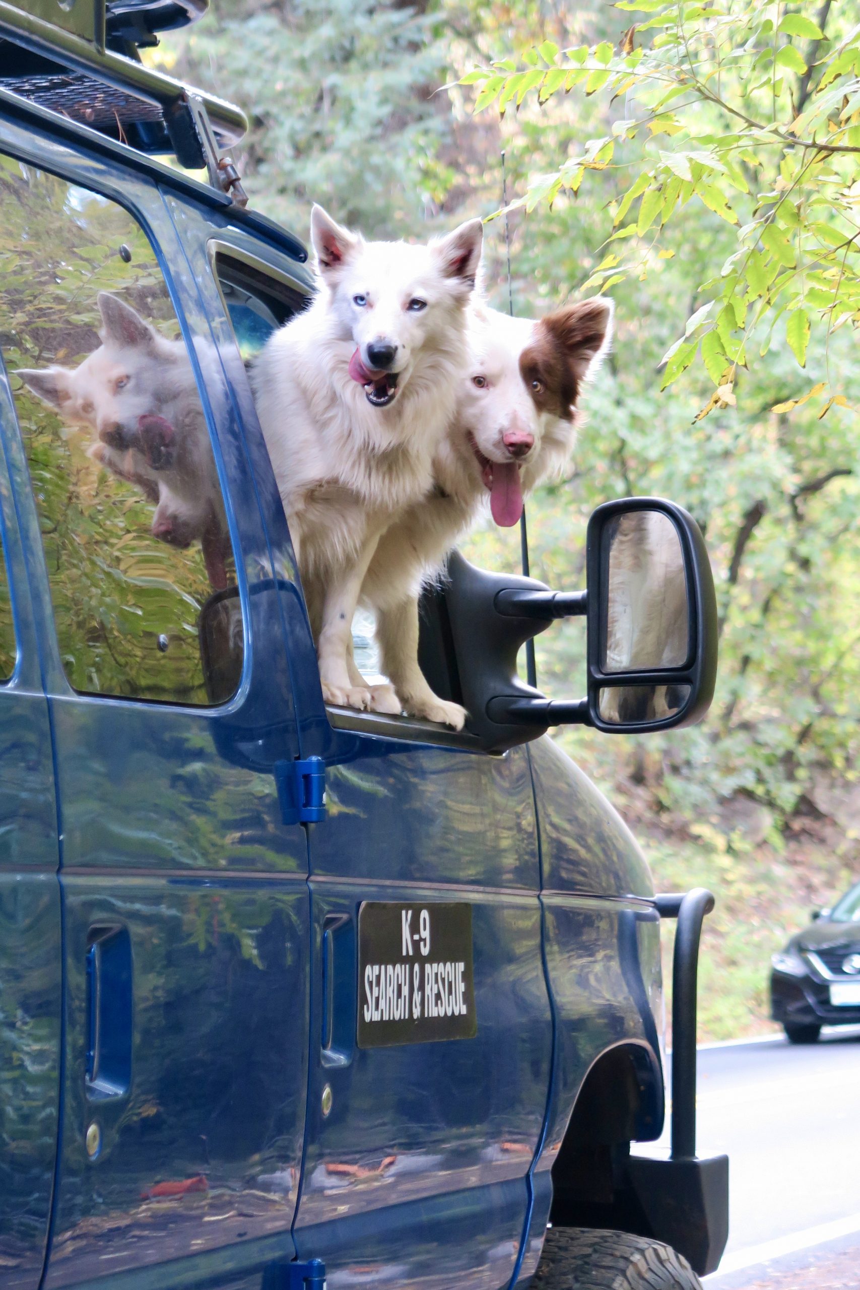 SoCal K-9 Search & Rescue – Human and K9 Unite to Find the Lost and ...